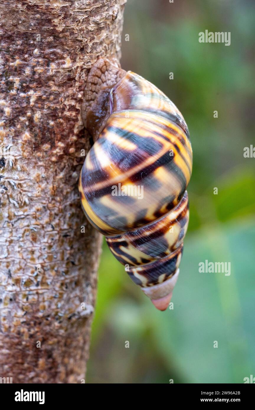 Florida Tree Snail - Liguus fasciatus - on Gumbo Limbo Tree - Bursera ...