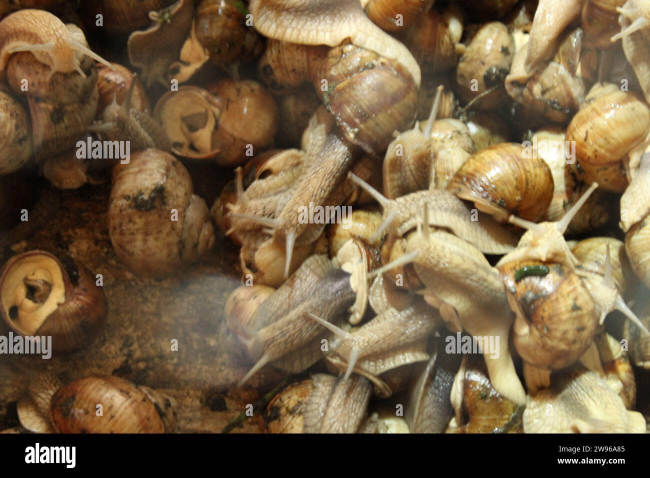 A lot of snails in a general plan, top view. Growing snail delicacies ...