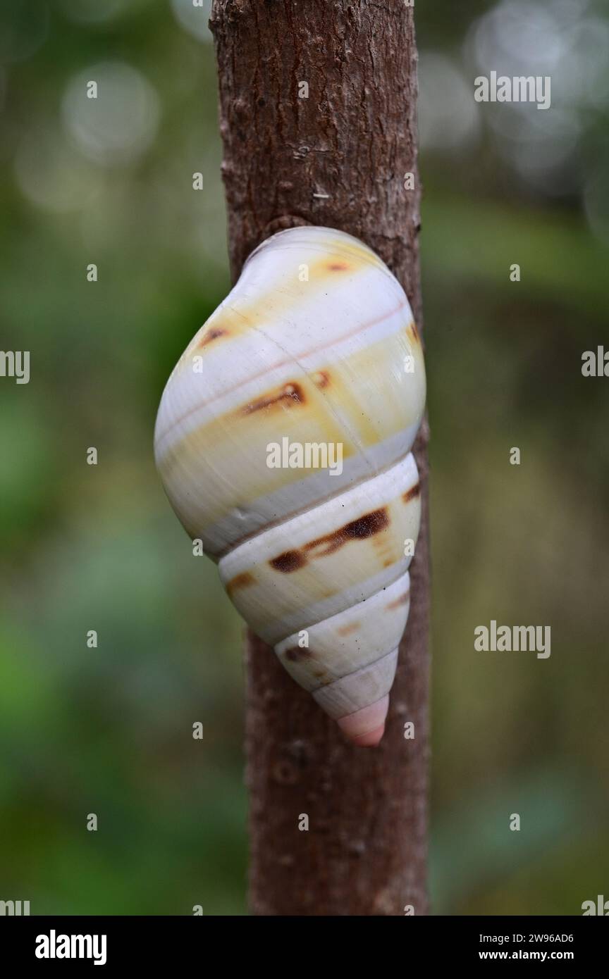 Florida Tree Snail - Liguus fasciatus - on Gumbo Limbo Tree - Bursera ...