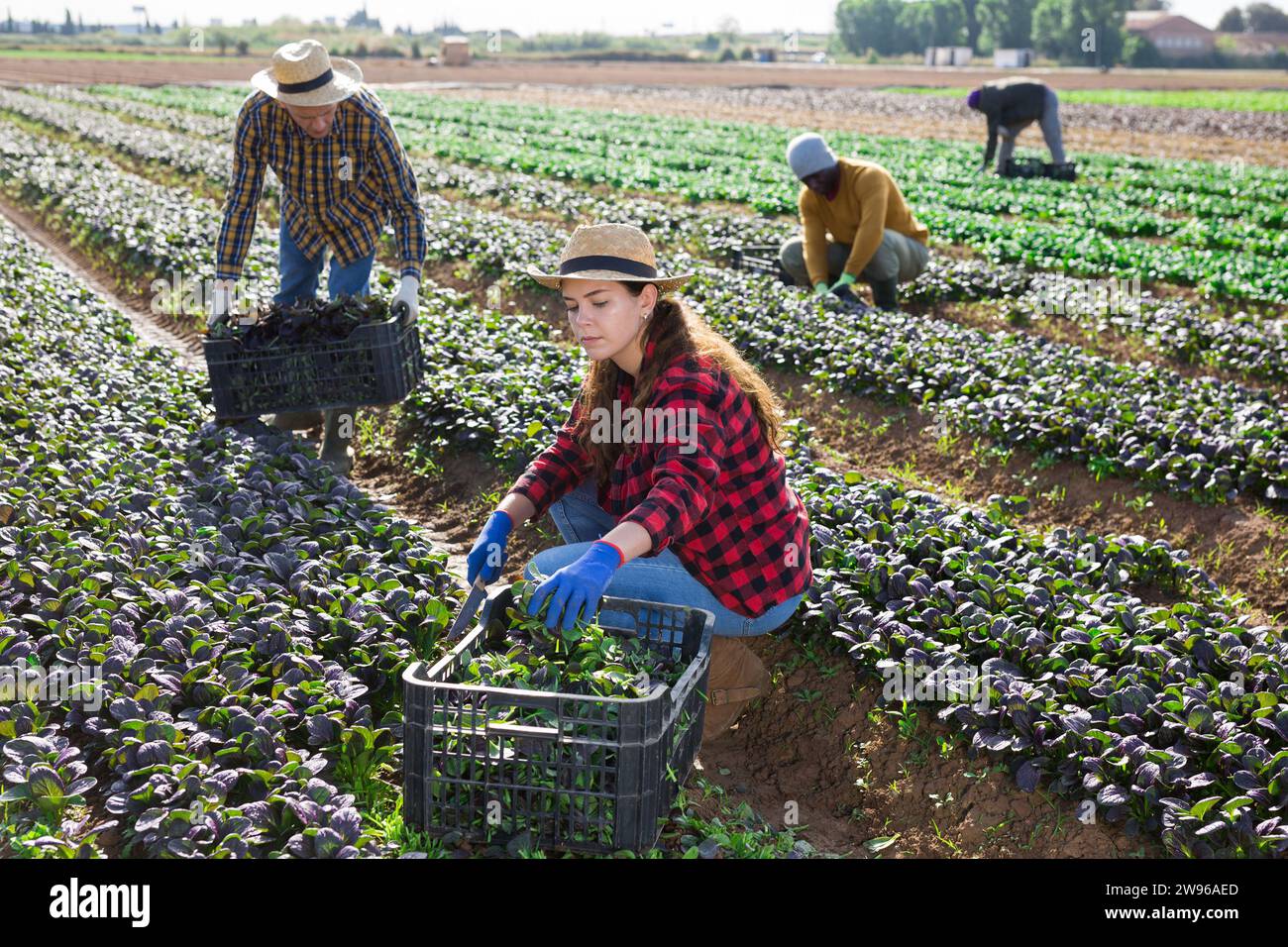 Seasonal workers harvesting komatsuna on field, sustainable farming ...