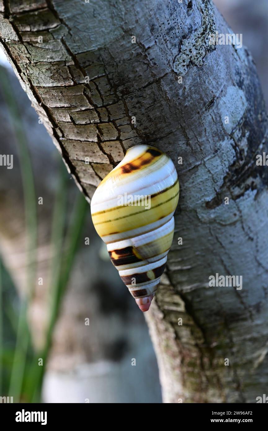 Florida Tree Snail - Liguus fasciatus - on Gumbo Limbo Tree - Bursera ...