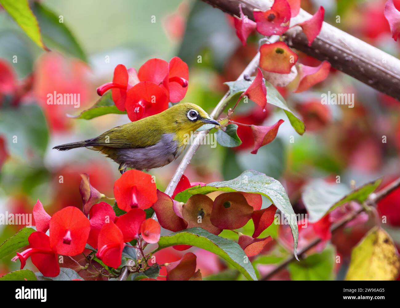 Indian white-eye (Zosterops palpebrosus), formerly the Oriental white ...