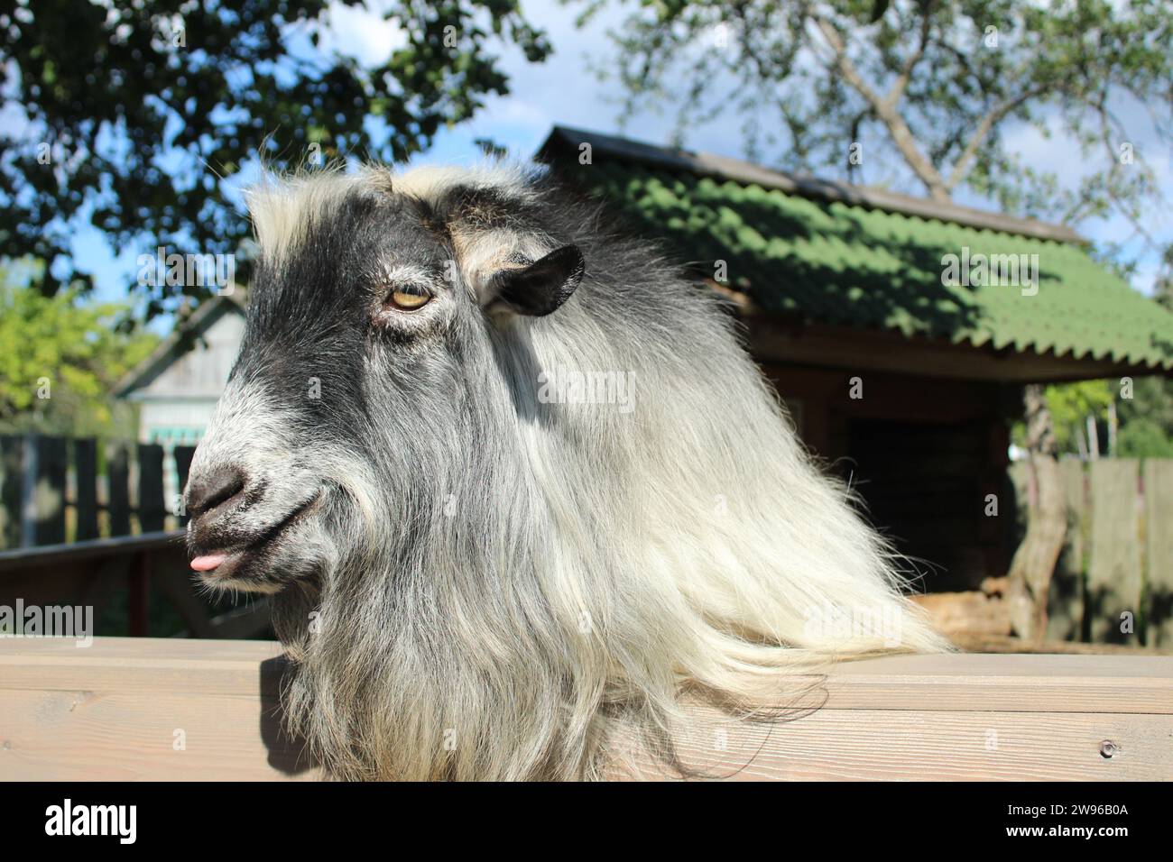 Cute gray goat smiling and sticking out his tongue. Funny farm pets ...