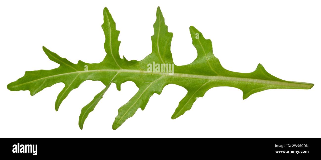 Green leaf of arugula on a white isolated background, ingredient for ...