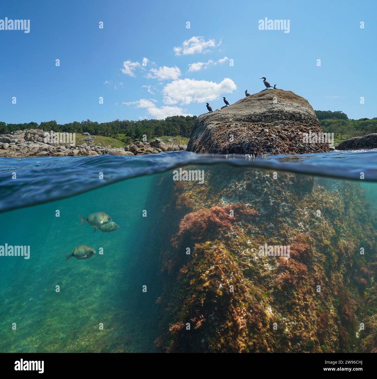Atlantic ocean seascape, coastline with cormorant birds on a rock and ...