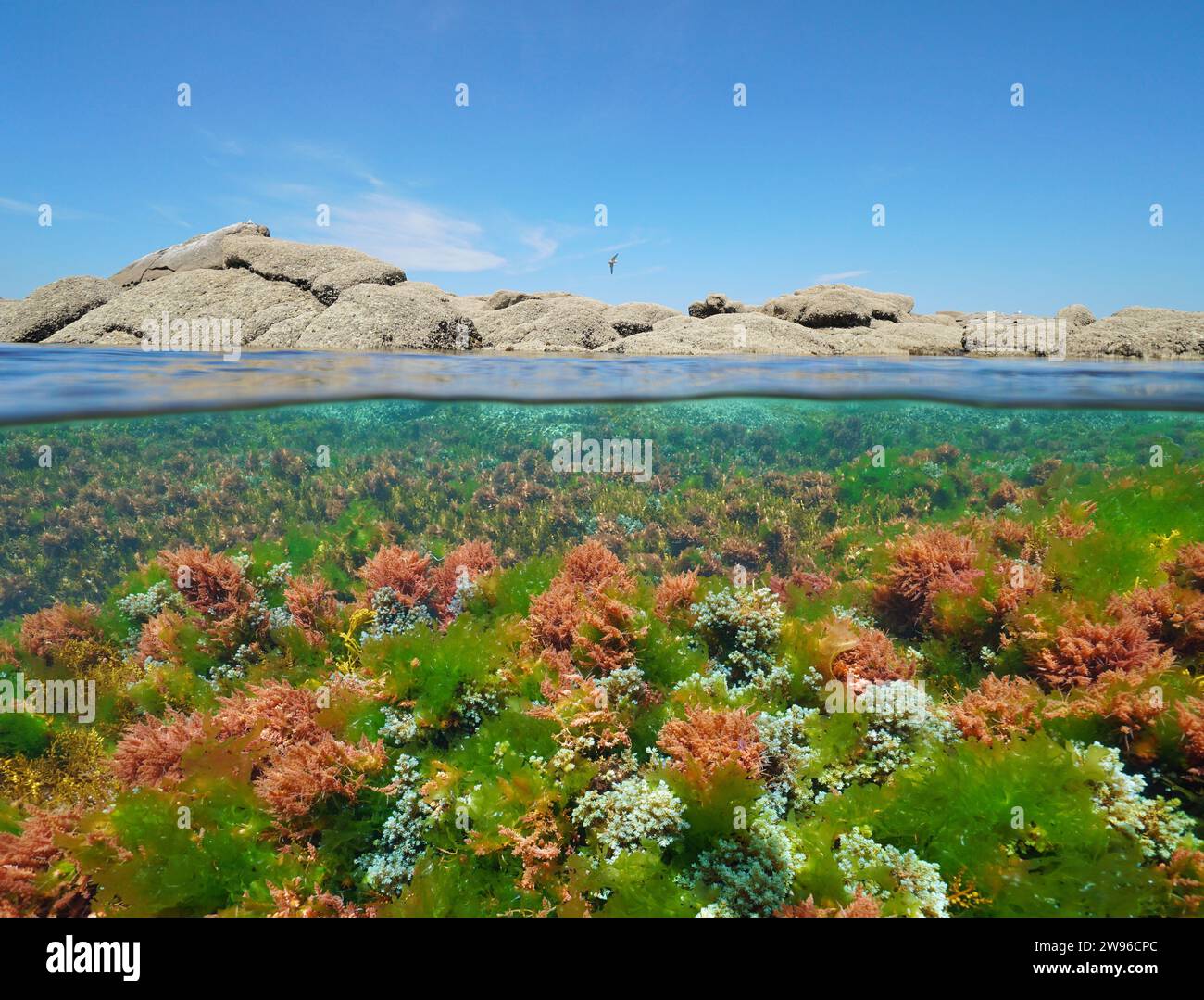 Water seaweed rocks hi-res stock photography and images - Alamy