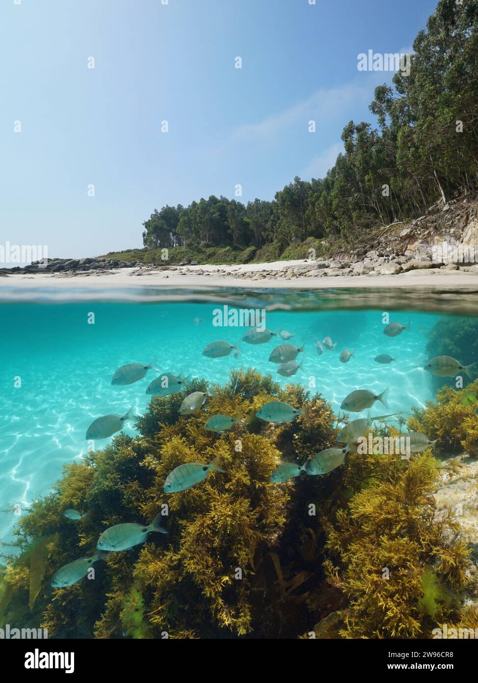 Spain beach on the Atlantic coast with fish and seaweed underwater in ...