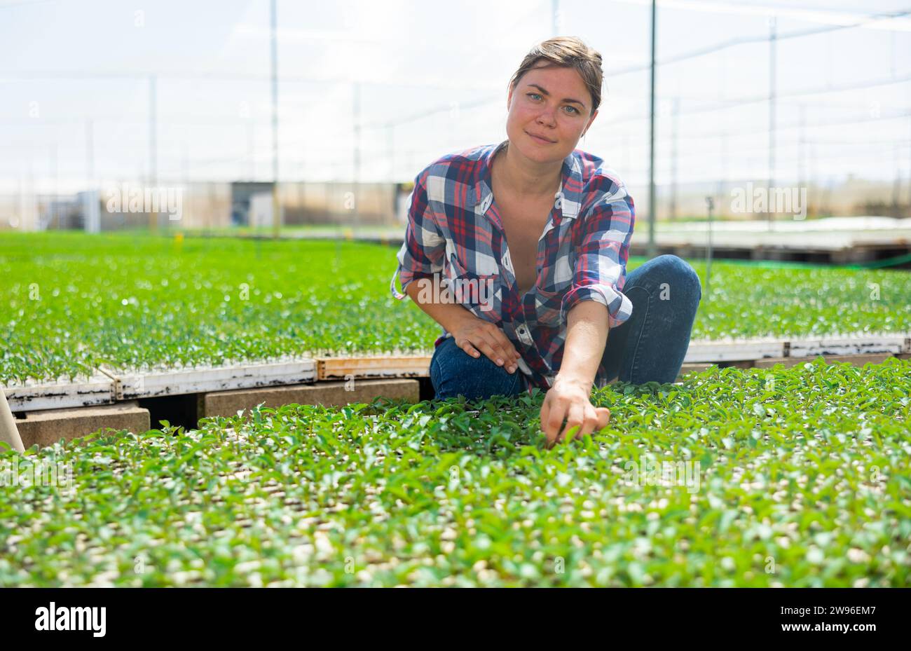 Positive female farmer in ordinary clothes working in greenhouse ...
