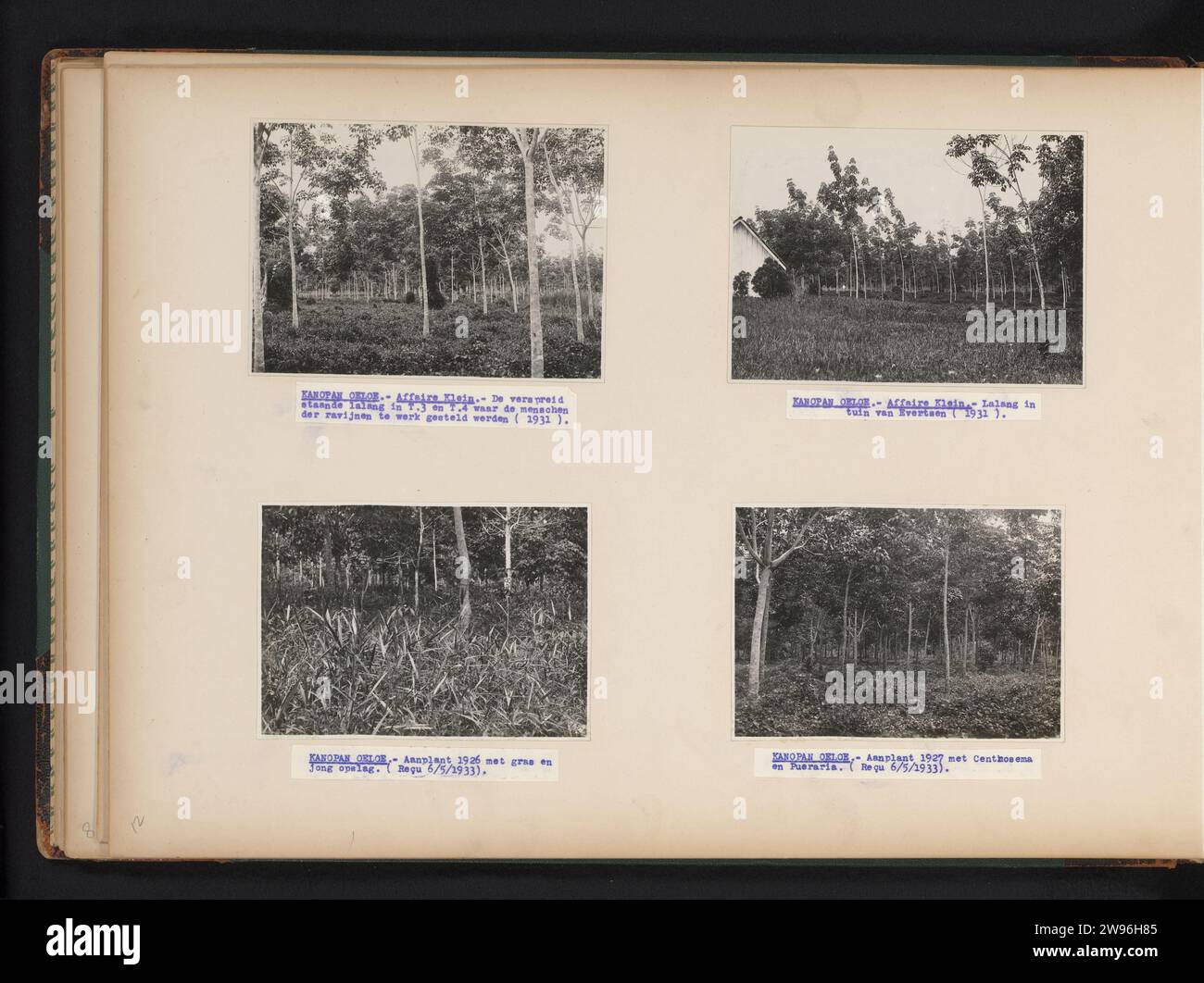 Rubberbomen OP Kanopan Oeloe, 1931-1933, Anonymous, 1931 - 1933 ...