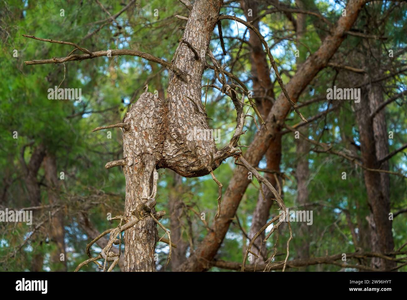 Trees in the forest and bark trees in Turkey Stock Photo - Alamy