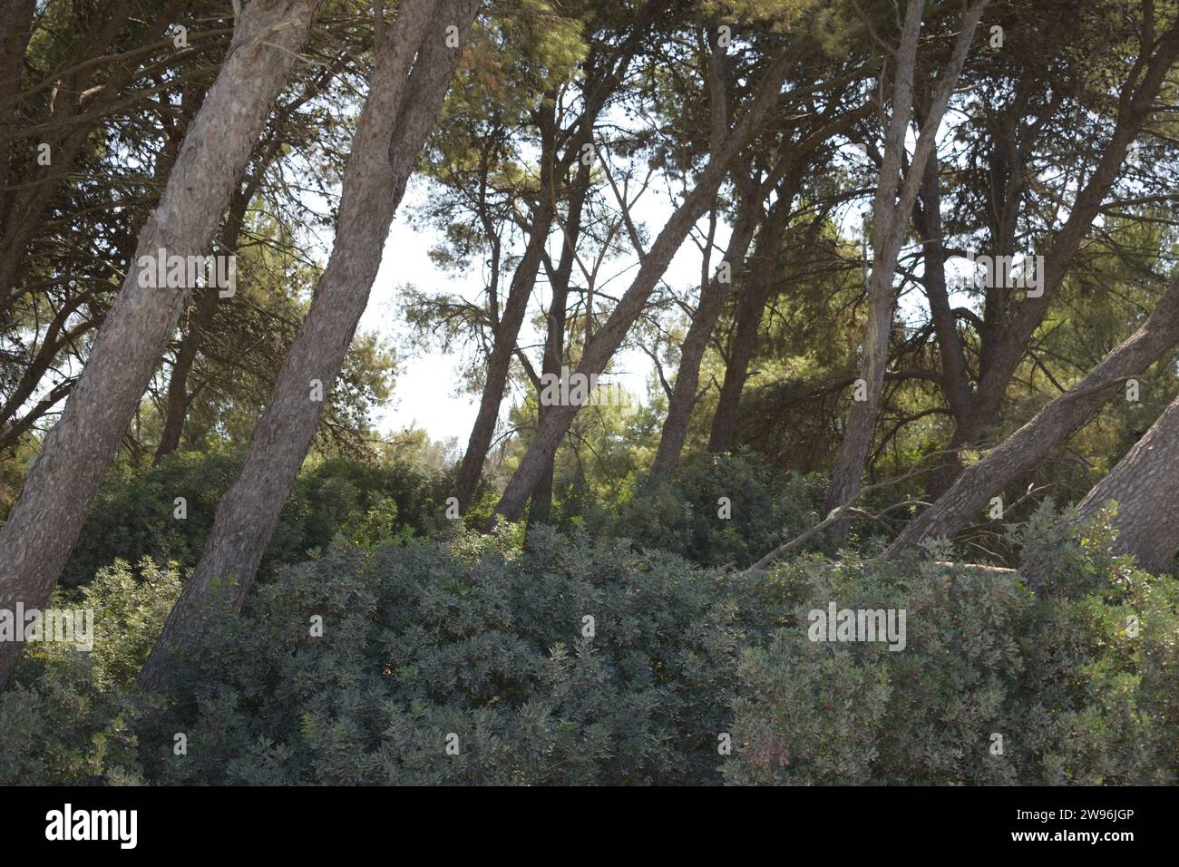 raw photos of view of a tall leaning eucalyptus trees in a forest Stock ...