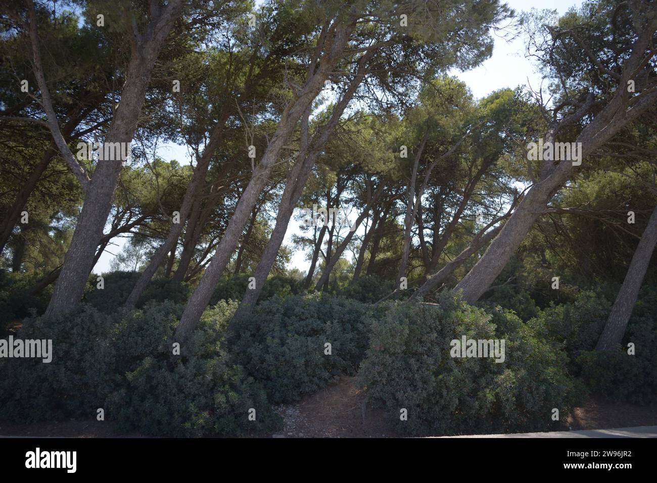 raw photos of view of a tall leaning eucalyptus trees in a forest Stock ...