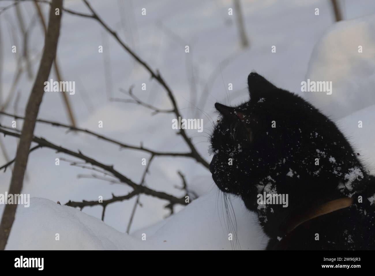 black kitten in frost winter garden Stock Photo - Alamy