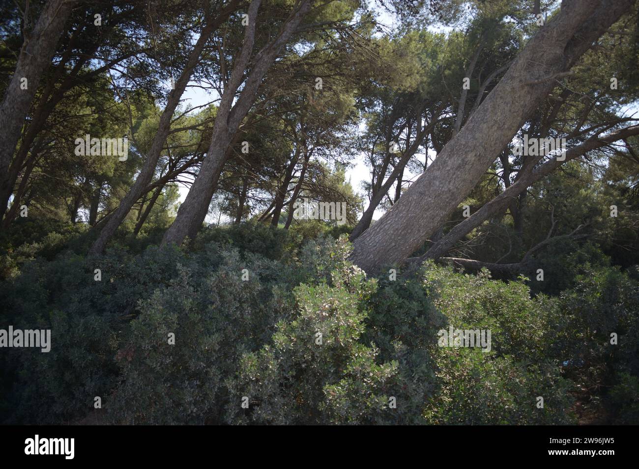 raw photos of view of a tall leaning eucalyptus trees in a forest Stock ...