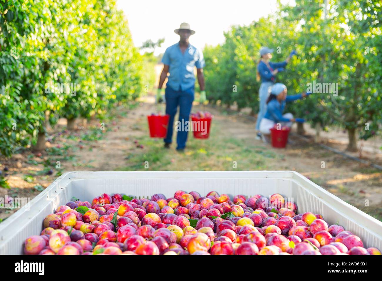 Crate full of freshly picked plums standing at orchard, farmers picking ...