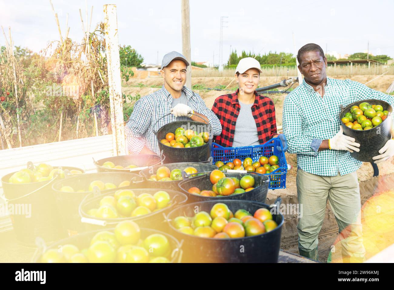 Positive friendly farm workers loading buckets of freshly harvested ...