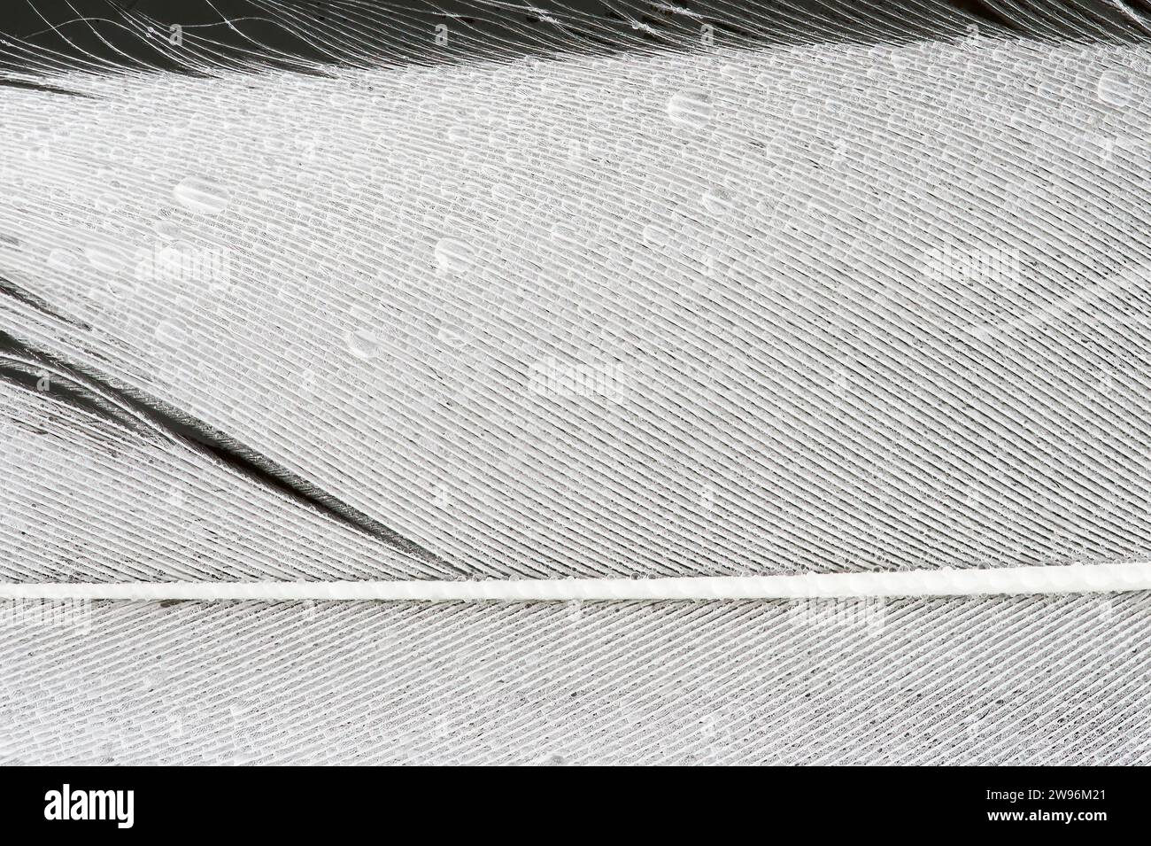 Fclose hi-res stock photography and images - Alamy