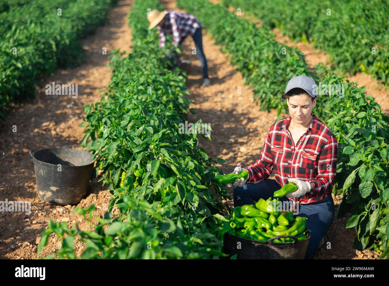 Female farmer picking ripe fresh green pepper on plantation Stock Photo ...