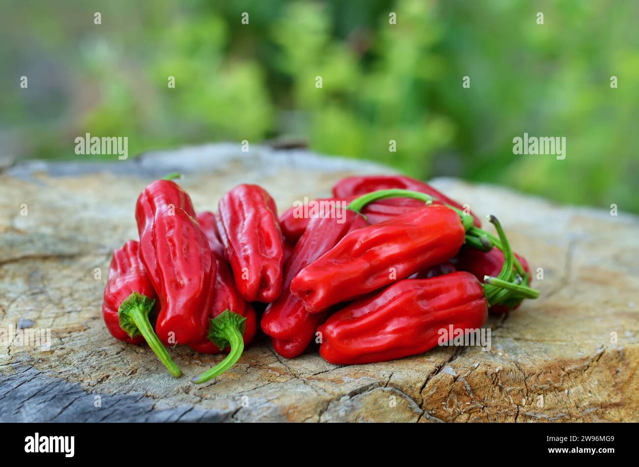 Red slightly hot pepper Pepperoncini Greek of the species Capsicum ...