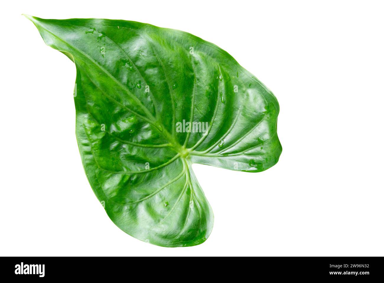 Single beautiful green leave in heart shape is isolated on white ...