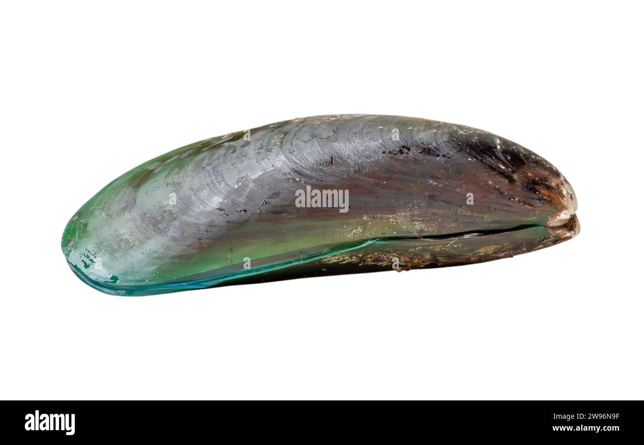 Raw food of single fresh green mussel is isolated on white background ...