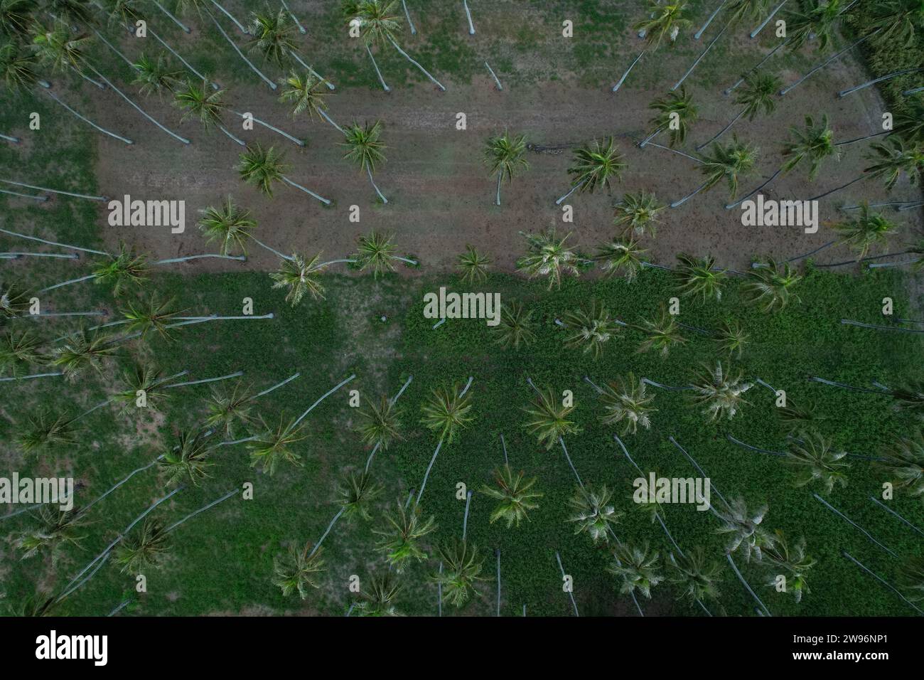 High angle shot trees hi-res stock photography and images - Alamy