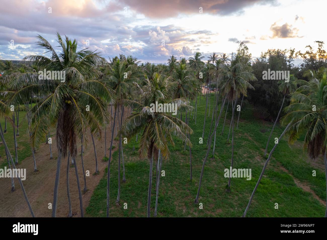 Drone Shots of Palm Trees Stock Photo - Alamy