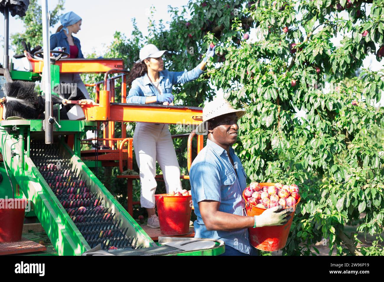 Multiracial team farmers harvesting hi-res stock photography and images ...