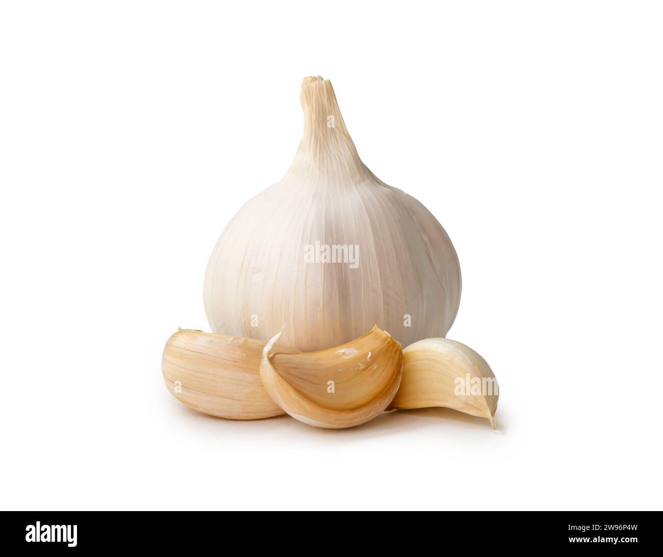 Single fresh white garlic bulb with segments is isolated on white ...