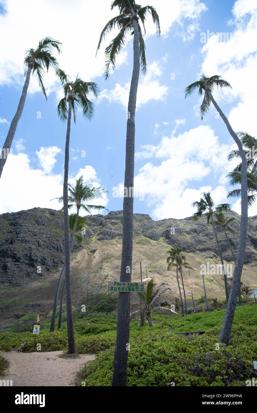 Drone in tree hi-res stock photography and images - Alamy