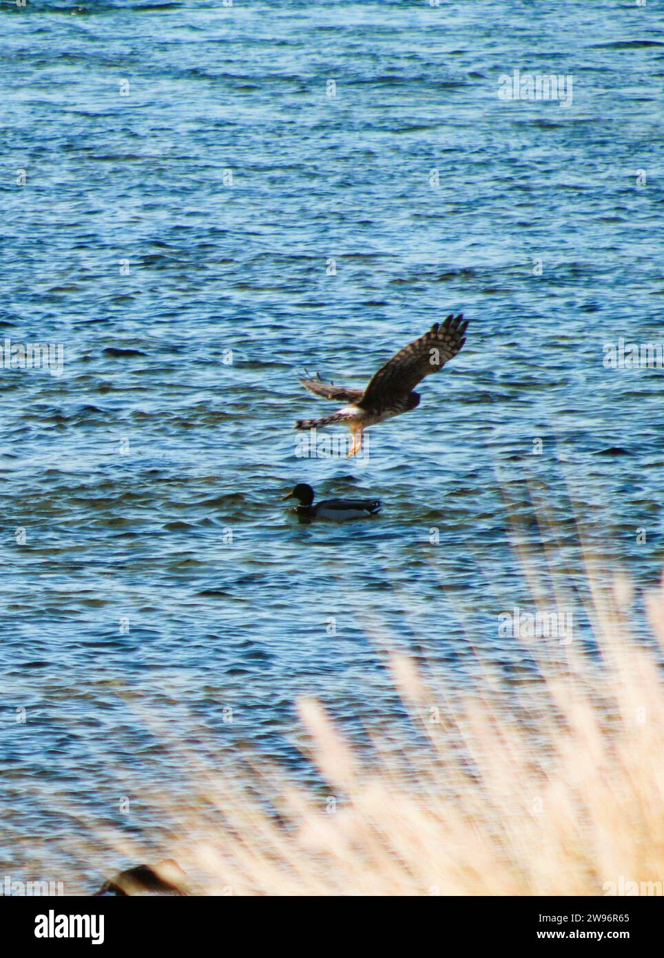 Cooper hawk pulling duck out of water on the Colorado River in Arizona ...