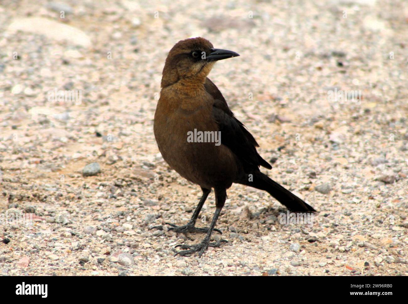 Black birds in nature-Colorado River birds-male and female black birds ...