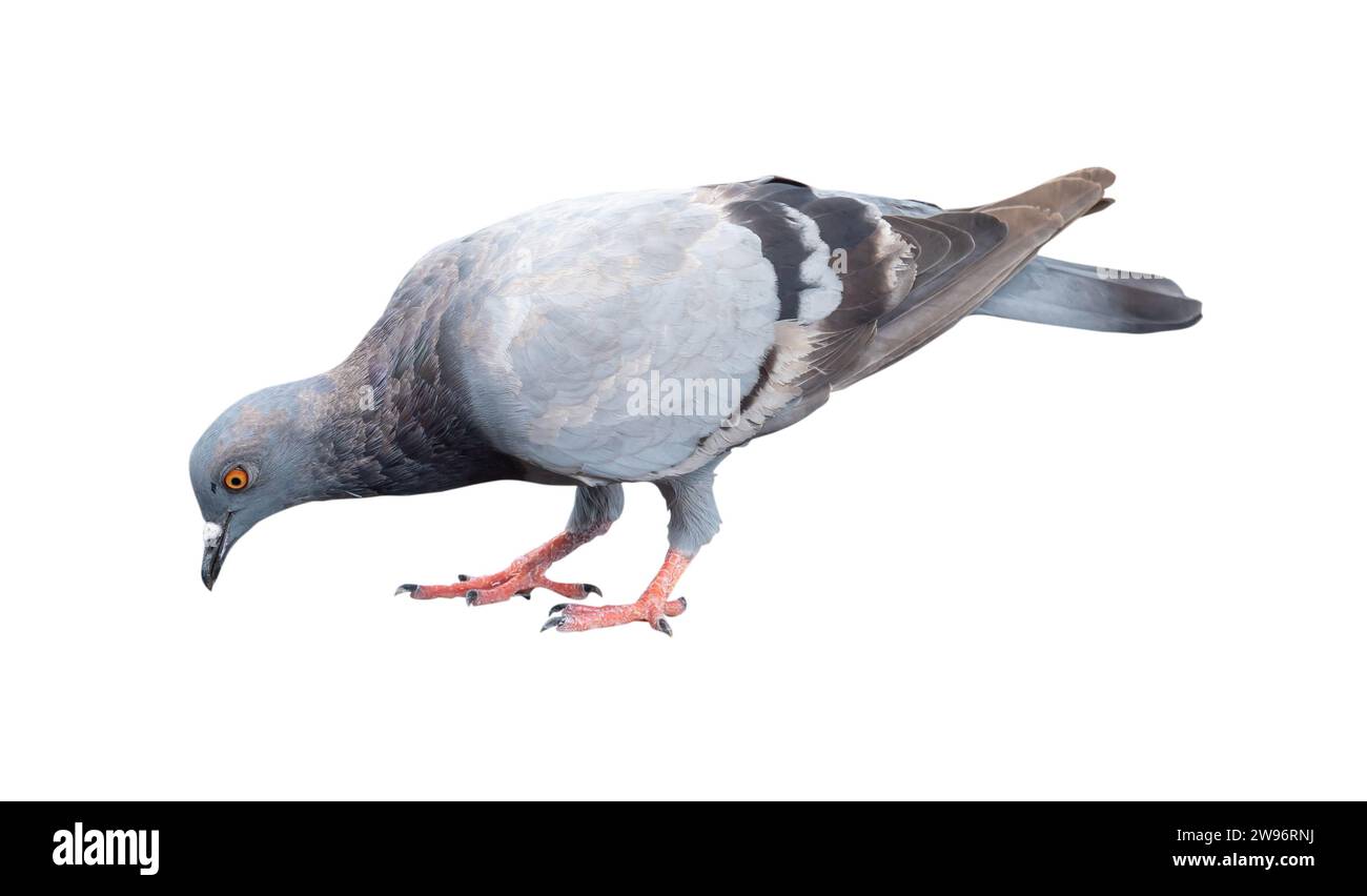 Single wild pigeon standing and looking down the ground to find out ...