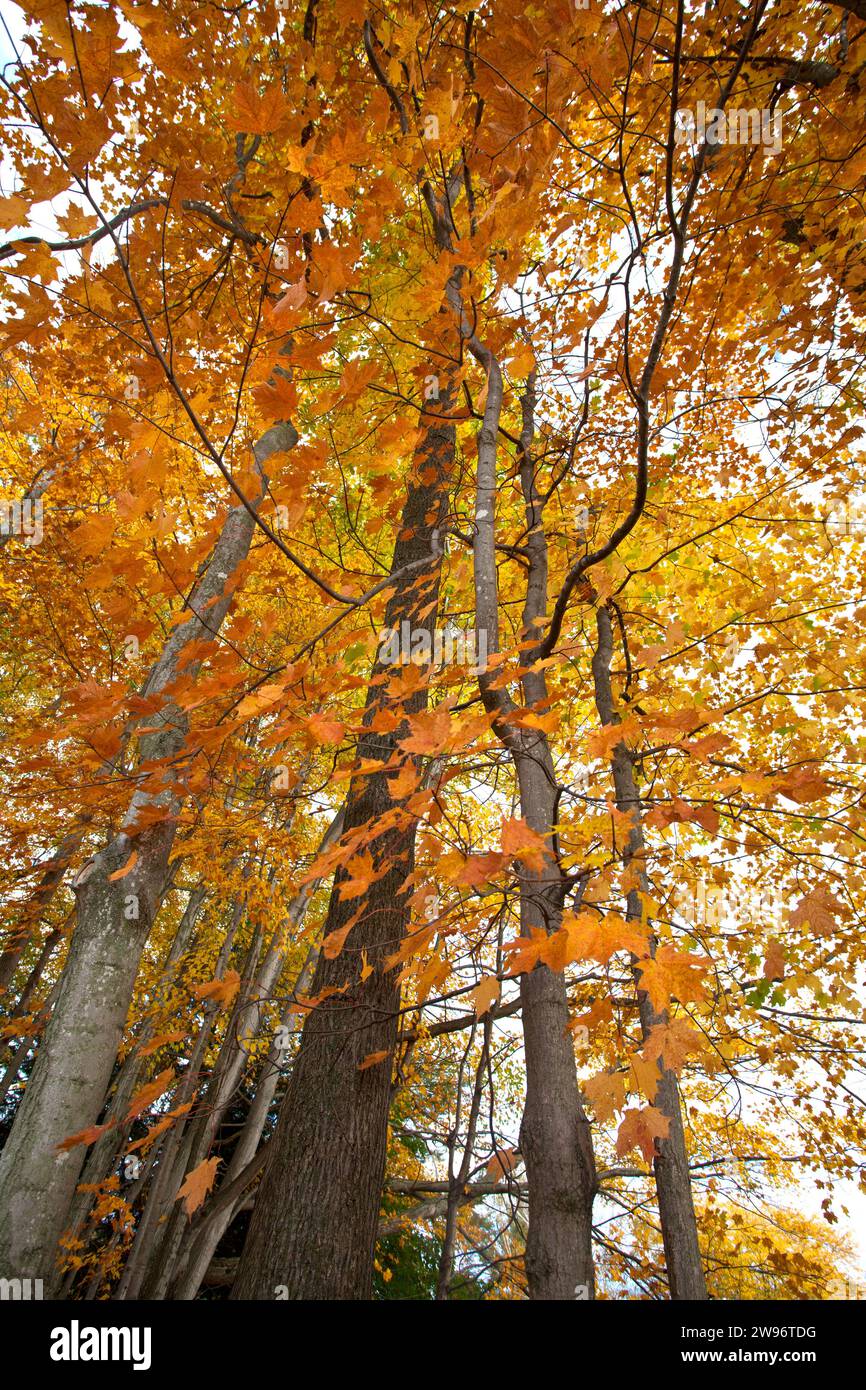 Beautiful Maple tree in glorious fall color Stock Photo - Alamy