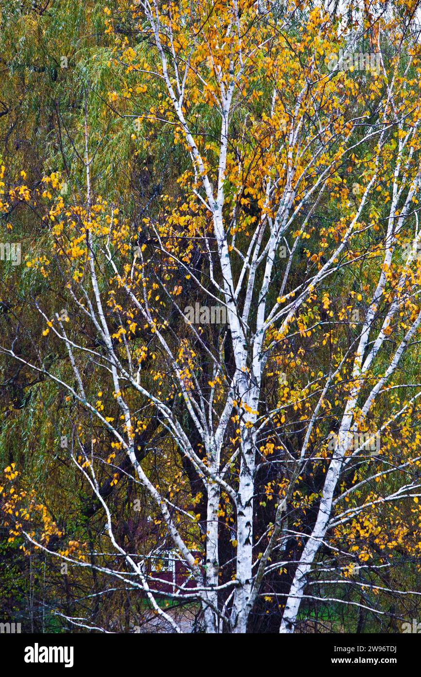 A beautiful of birch tree with stunning Full Colors photographed in for ...