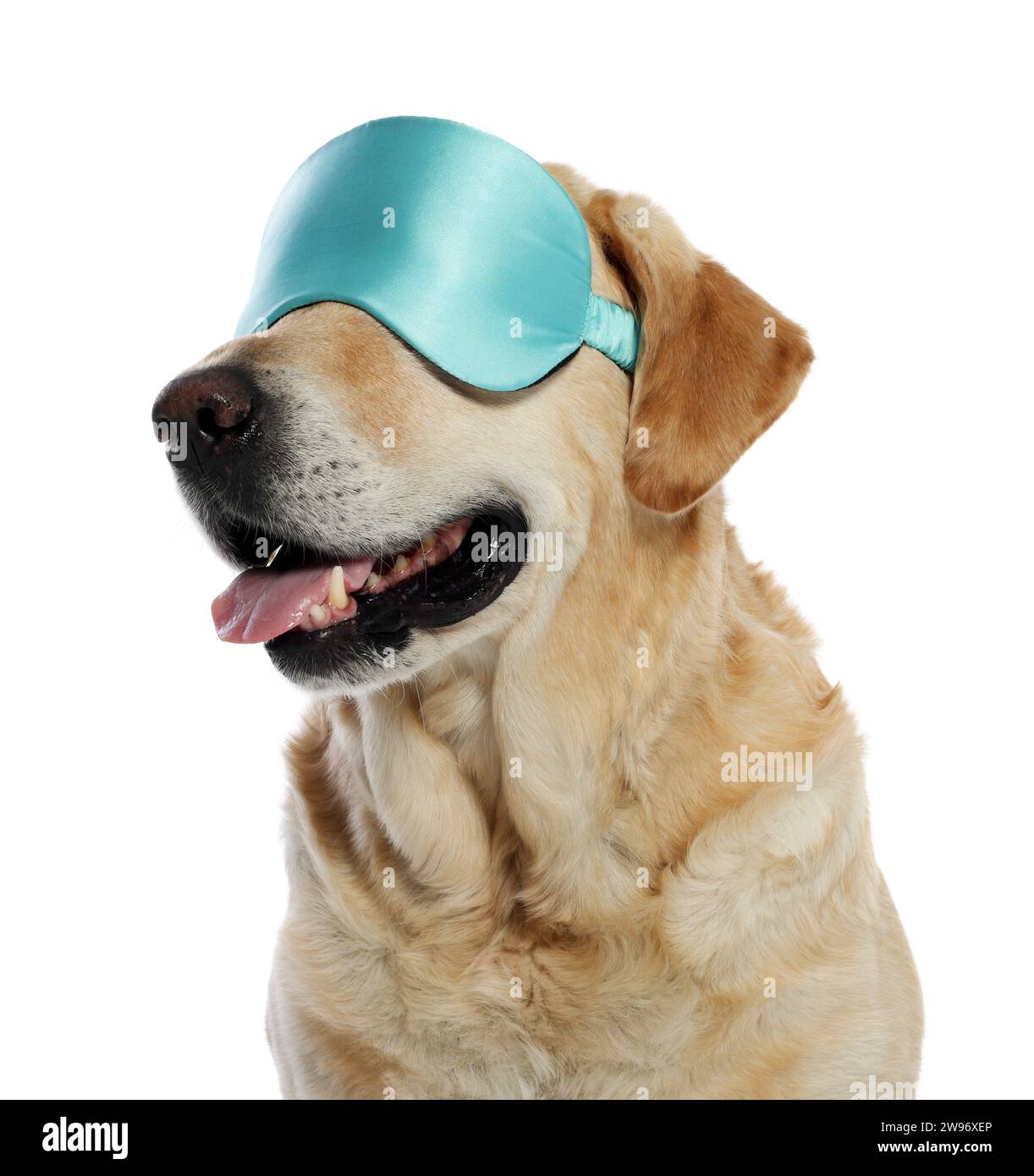 Cute Labrador Retriever with light blue sleep mask on white background ...