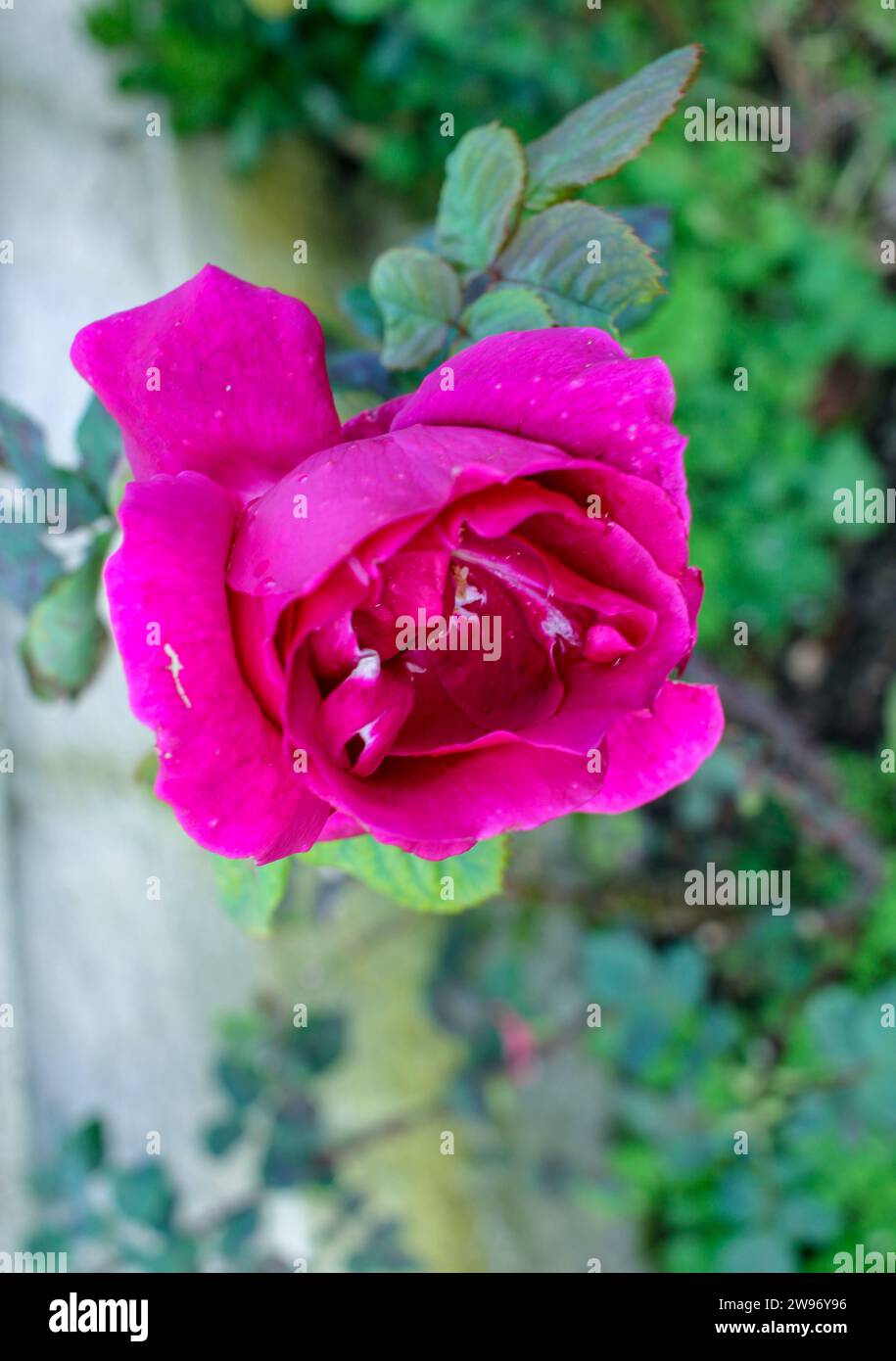 pink, mature rose in my garden during spring Stock Photo - Alamy