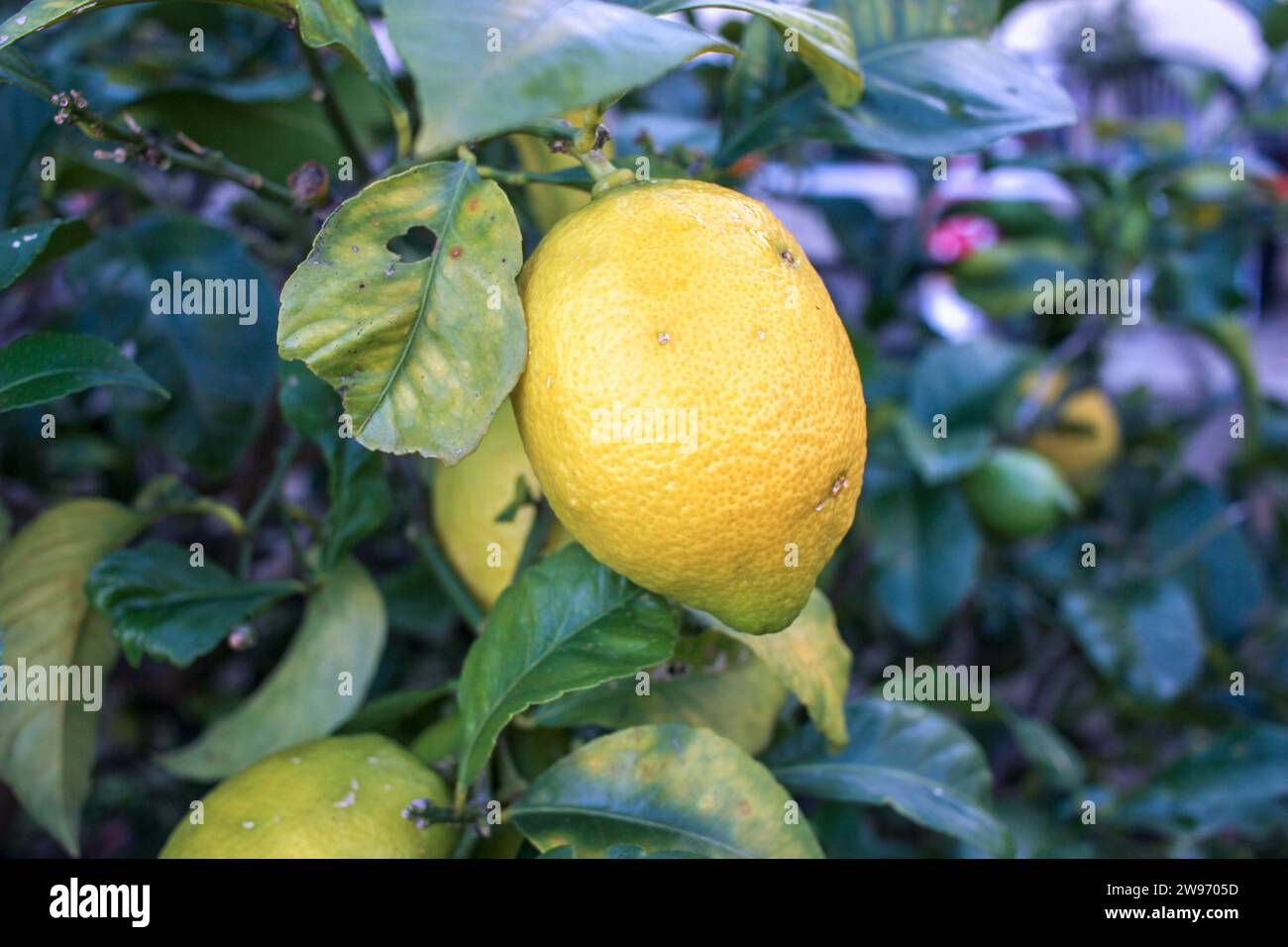 Young lemon tree hi-res stock photography and images - Alamy