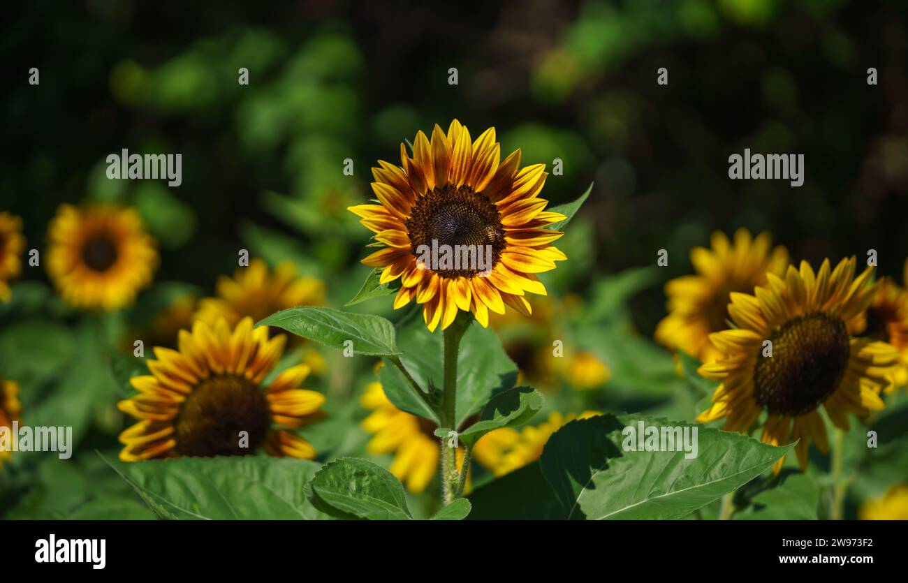 Dar green texture hi-res stock photography and images - Alamy