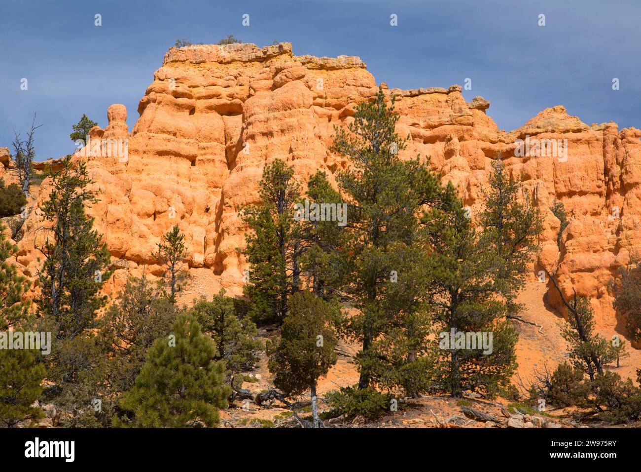 Cabin Hollow ridge in Red Canyon, Dixie National Forest, Highway 12 ...