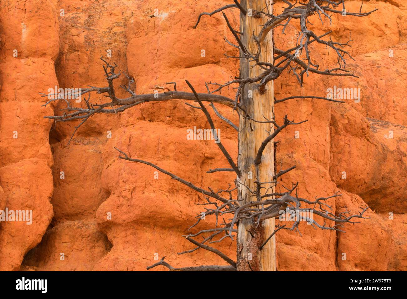 Pine snag along Birds Eye Trail, Dixie National Forest, Highway 12 ...