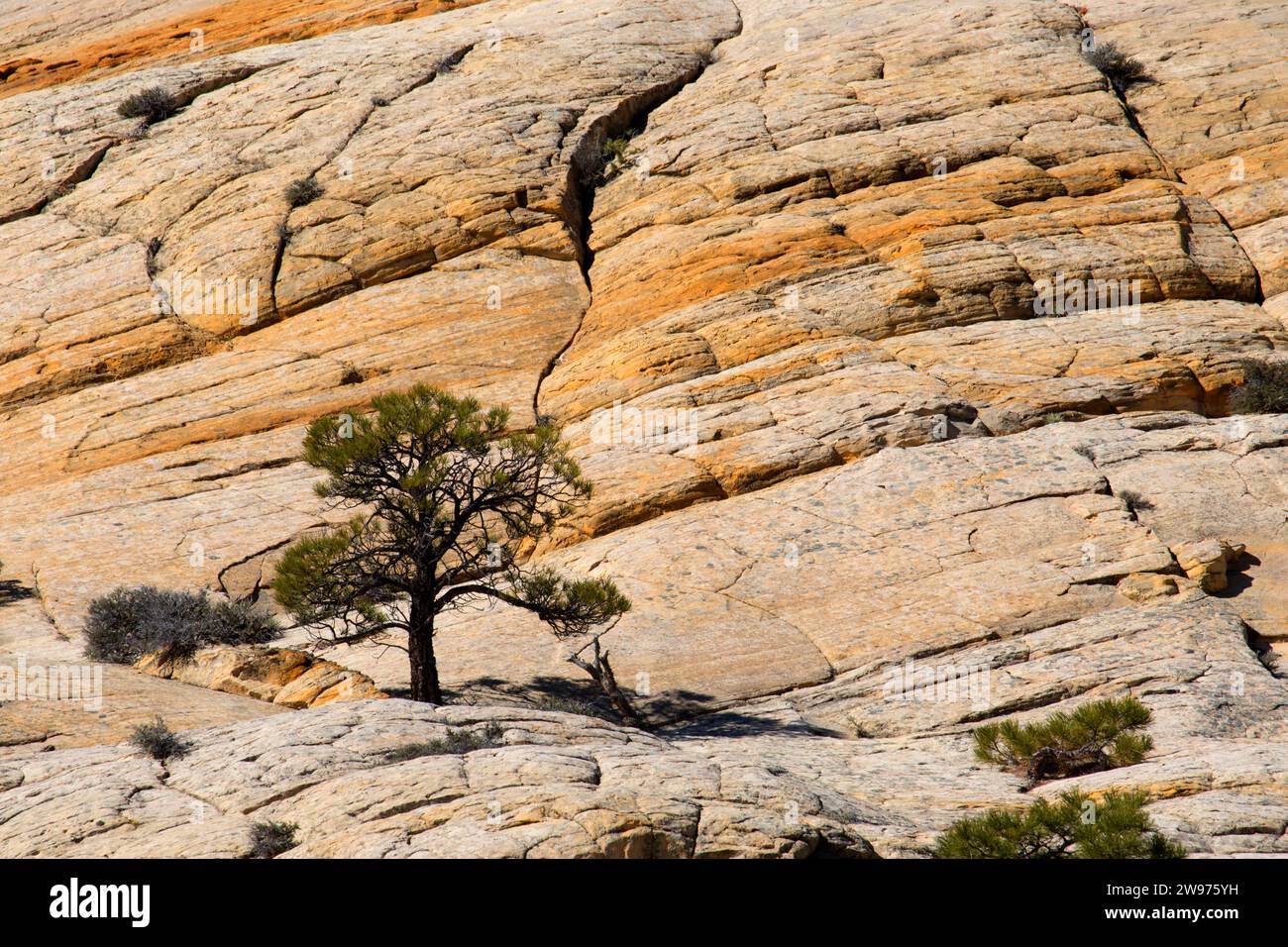 Sandstone outcrop with pine, Grand Staircase - Escalante National ...