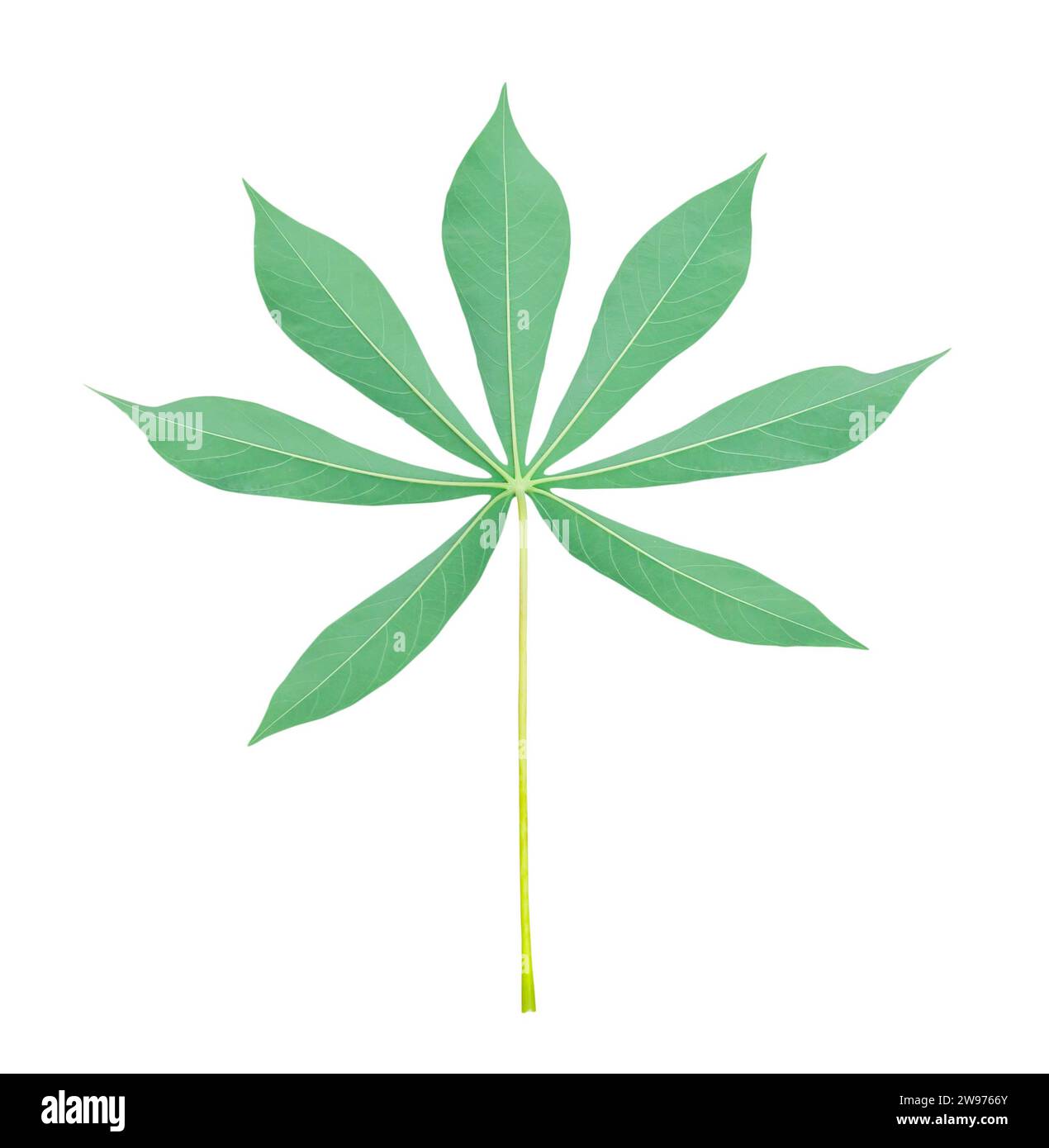 Top view photo of back side of single cassava leaf is isolated on white ...