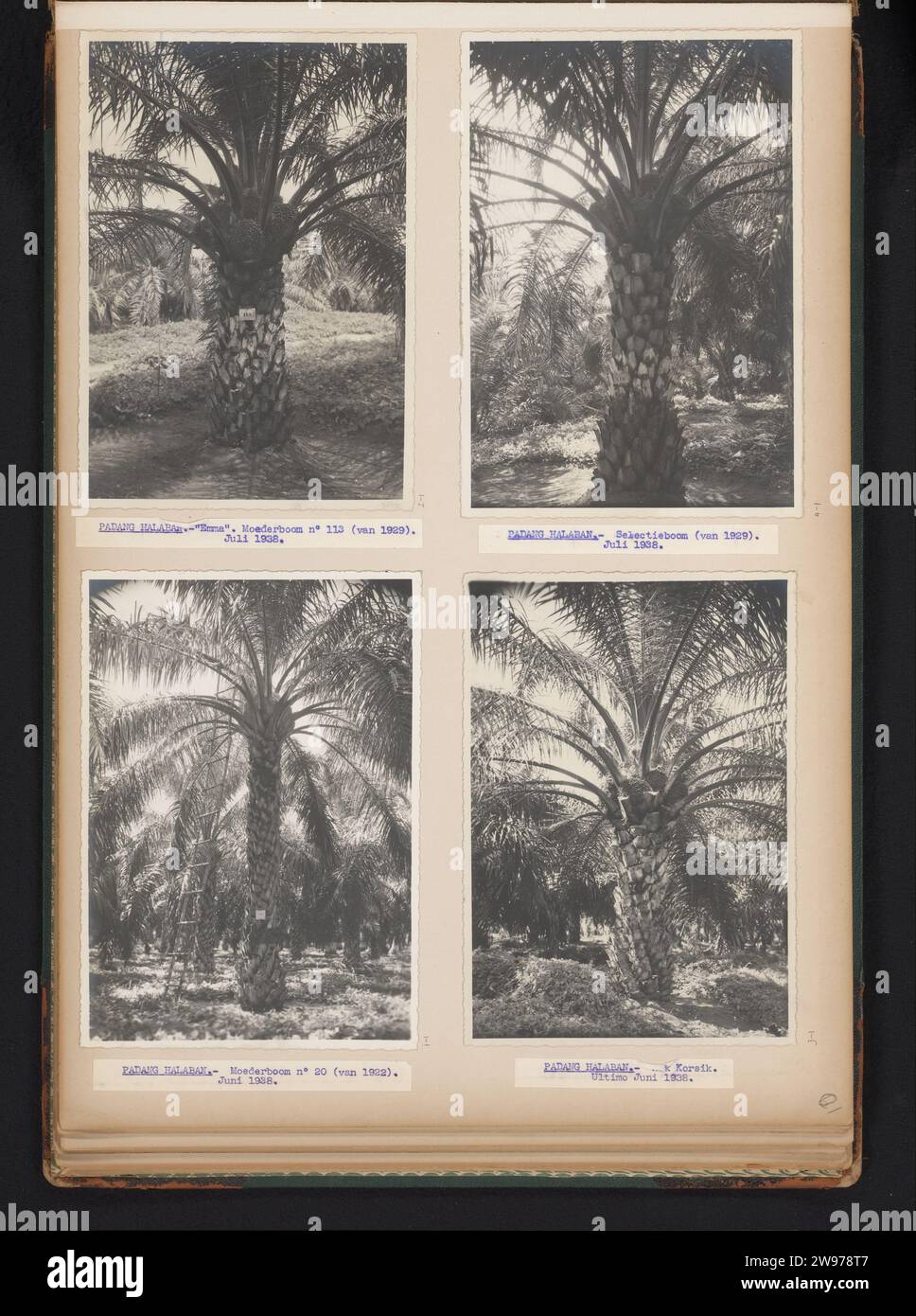 Oliepalmen Op Padang Halaban, 1938, Anonymous, 1938 photograph Leaf ...