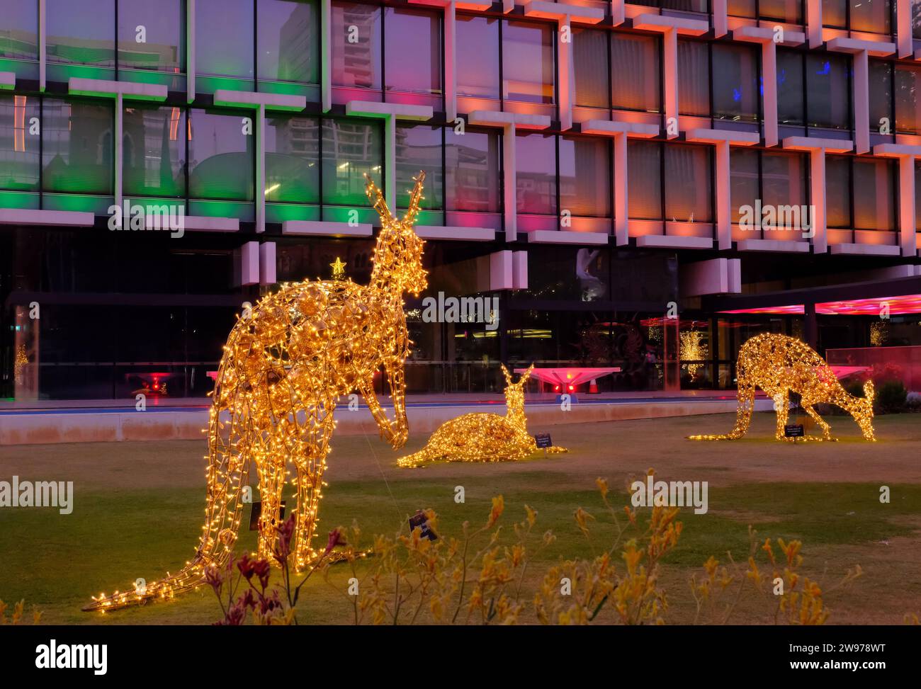 Perth: Christmas kangaroos with shining gold lights at twilight at ...