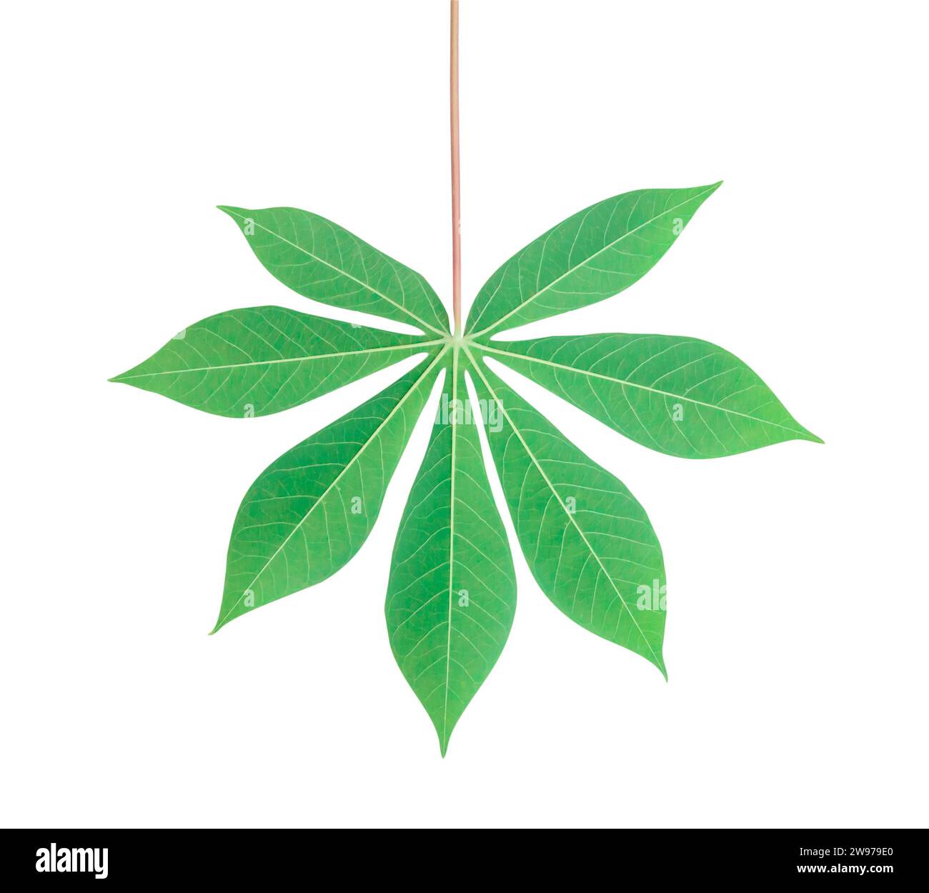 Top view photo of back side of single cassava leaf is isolated on white ...