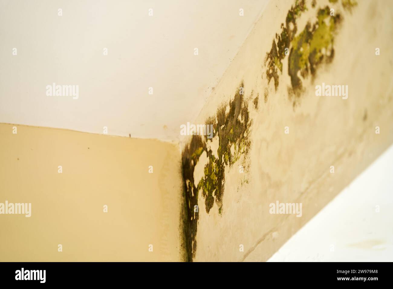 Dangerous mold fungus on wall hi-res stock photography and images - Alamy