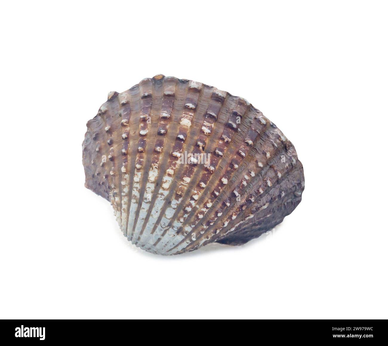 Single fresh cockle is isolated on white background with clipping path ...