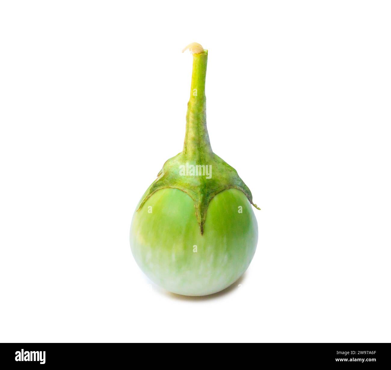 Single fresh green Thai egg plant vegetable is isolated on white ...