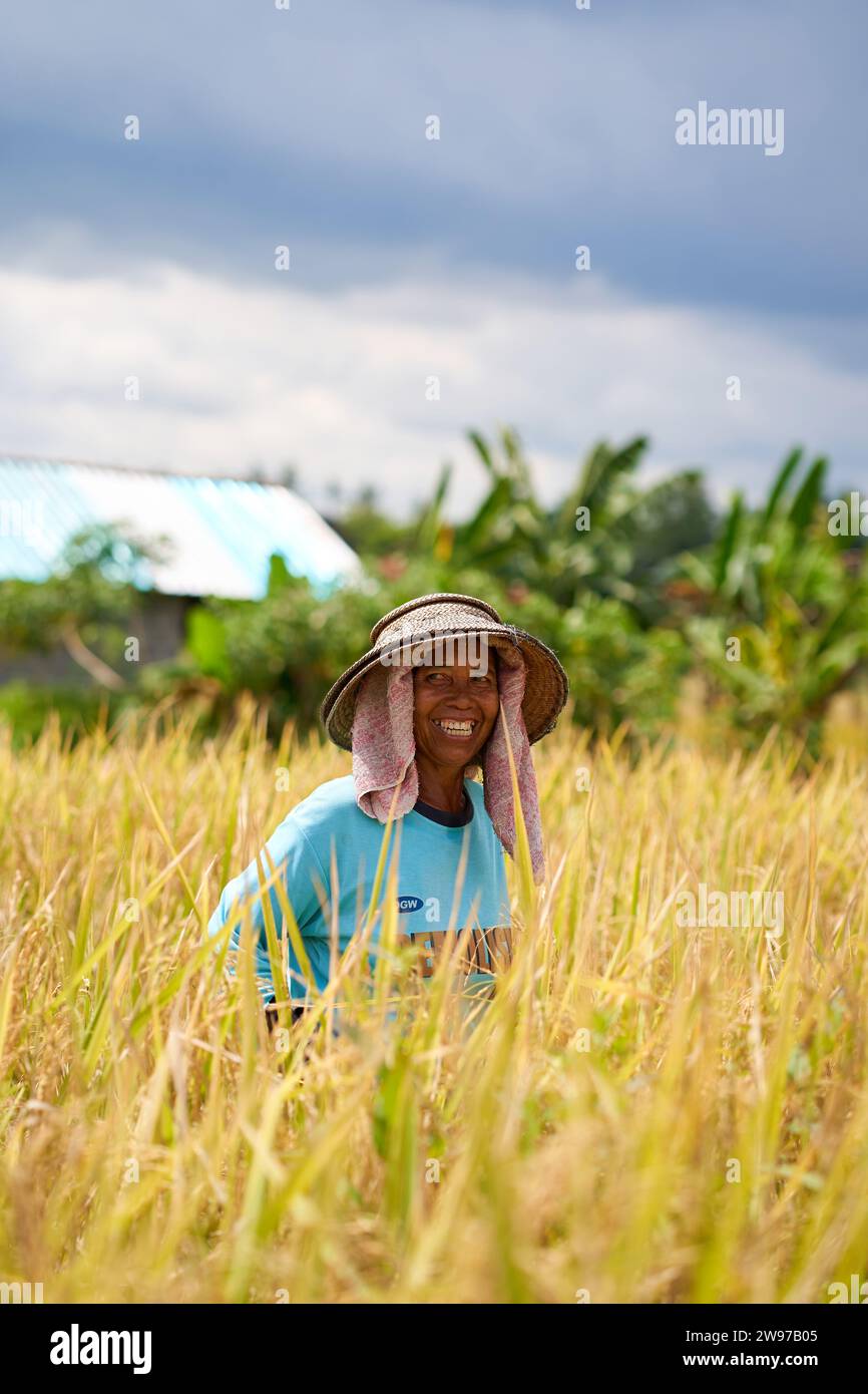 Man cutting grass at paddy field hi-res stock photography and images ...